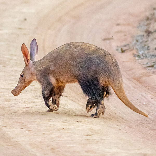 Random Animal Generator - Generators List