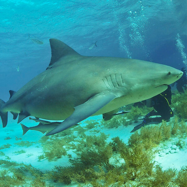 Random Animal Generator - Generators List