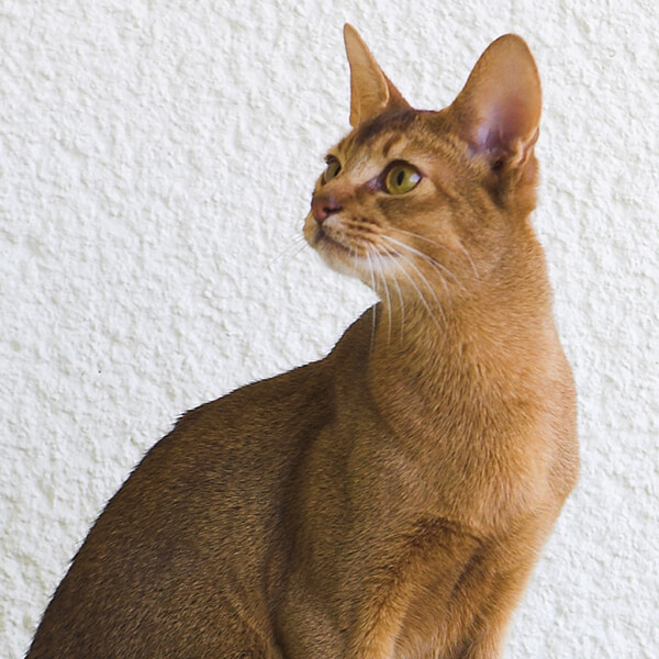 Random Cat Breed Generator - Generators List