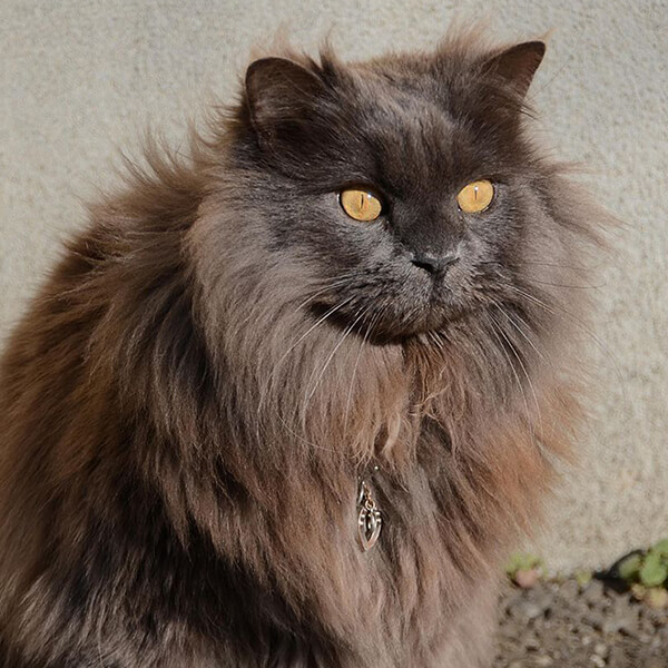 Random Cat Breed Generator - Generators List