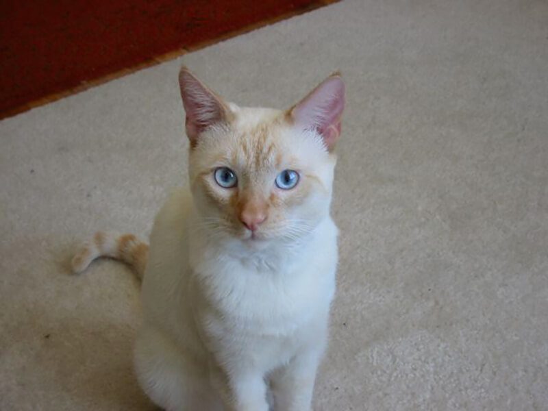 Random Cat Breed Generator - Generators List