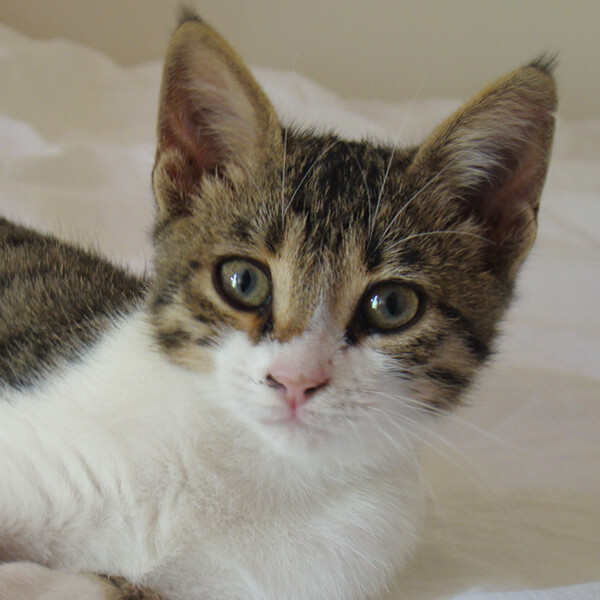 Random Cat Breed Generator - Generators List