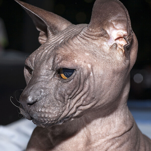 Random Cat Breed Generator - Generators List