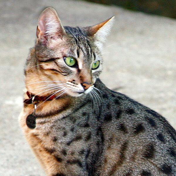 Random Cat Breed Generator - Generators List