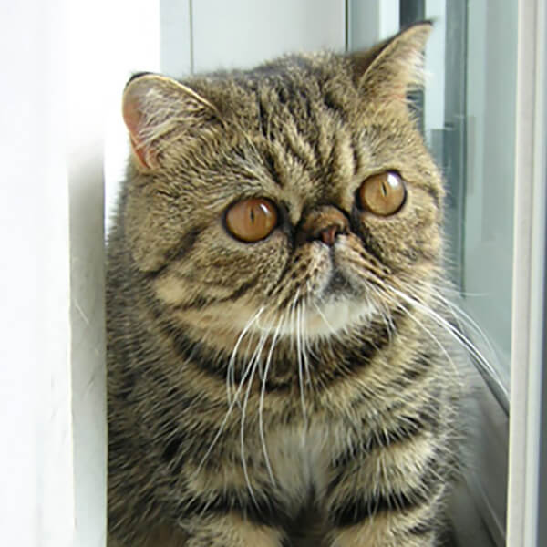 Random Cat Breed Generator - Generators List