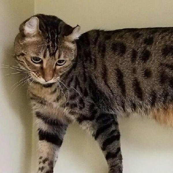 Random Cat Breed Generator - Generators List