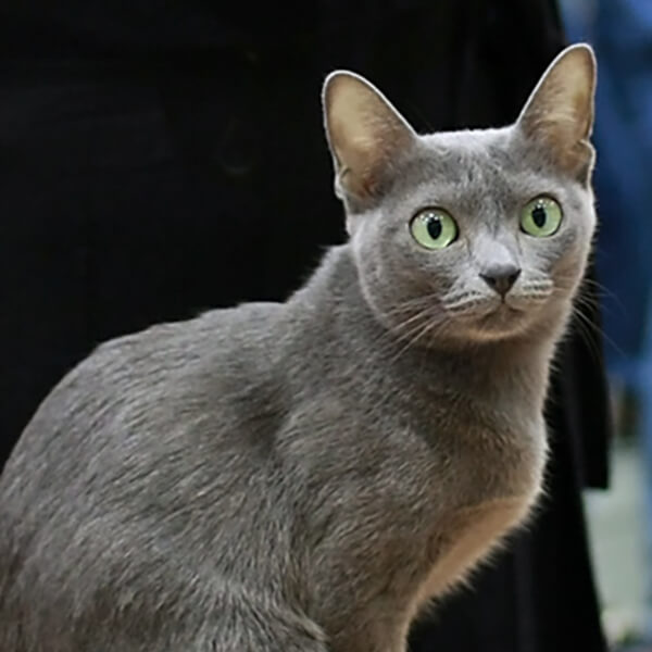 Random Cat Breed Generator - Generators List