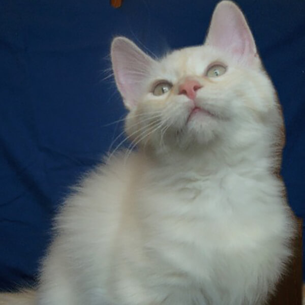 Random Cat Breed Generator - Generators List