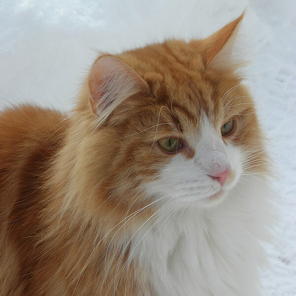 Random Cat Breed Generator - Generators List