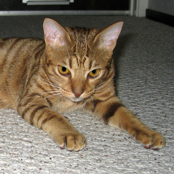 Random Cat Breed Generator - Generators List