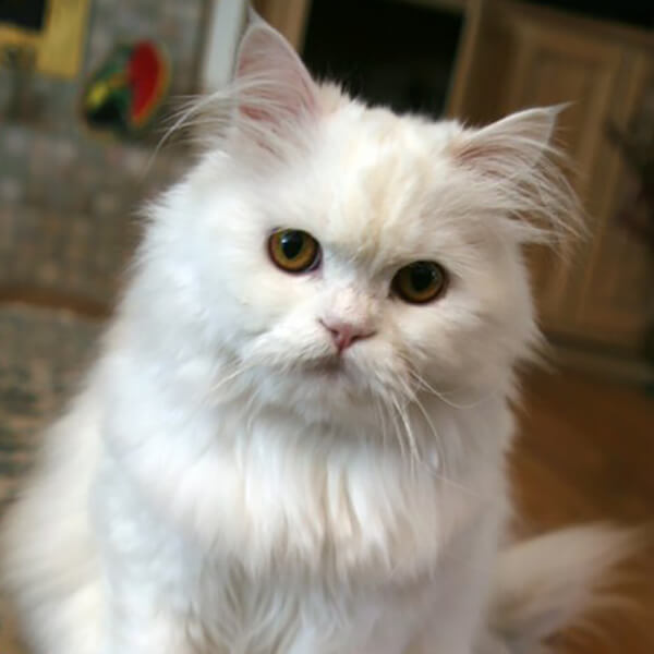 Random Cat Breed Generator - Generators List