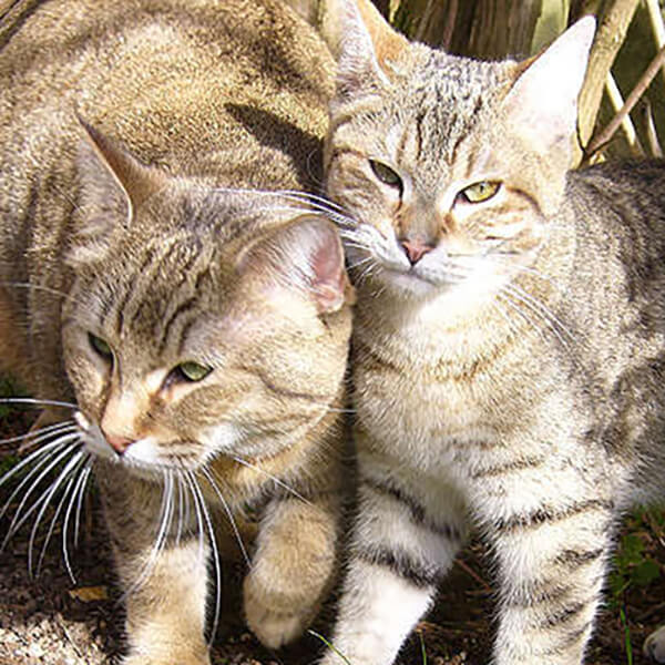 Random Cat Breed Generator - Generators List