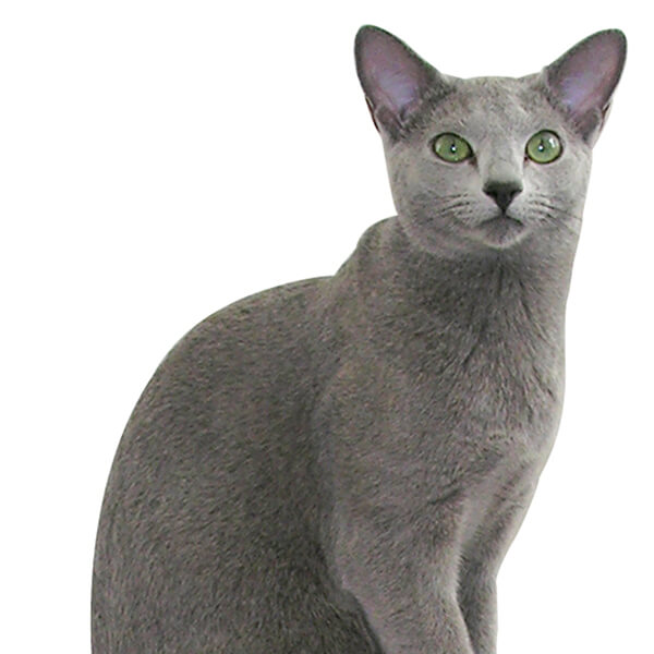 Random Cat Breed Generator - Generators List