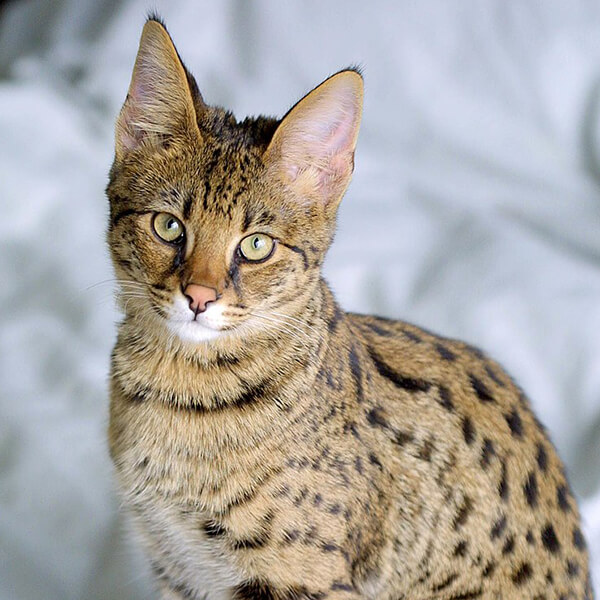 Random Cat Breed Generator - Generators List