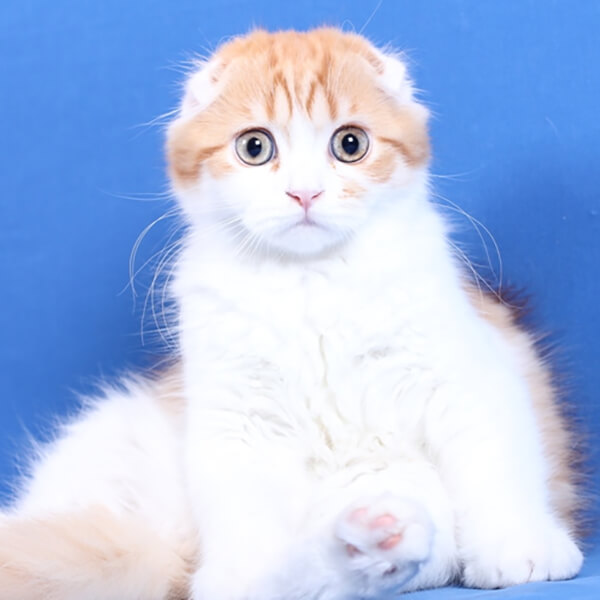 Random Cat Breed Generator - Generators List