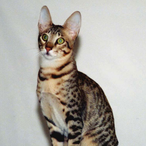 Random Cat Breed Generator - Generators List