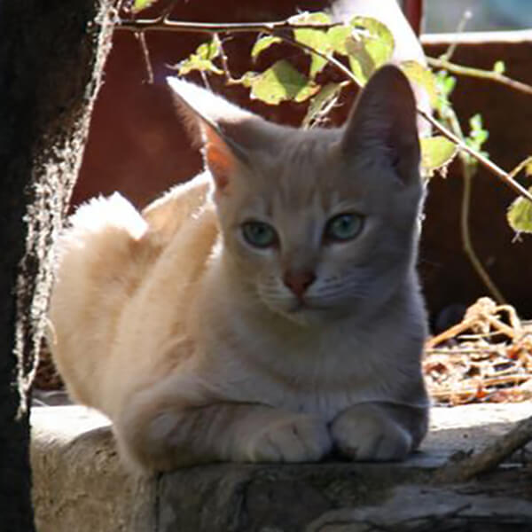 Random Cat Breed Generator - Generators List