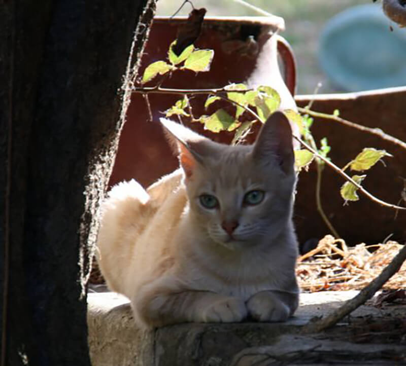 Random Cat Breed Generator - Generators List
