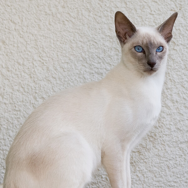 Random Cat Breed Generator - Generators List