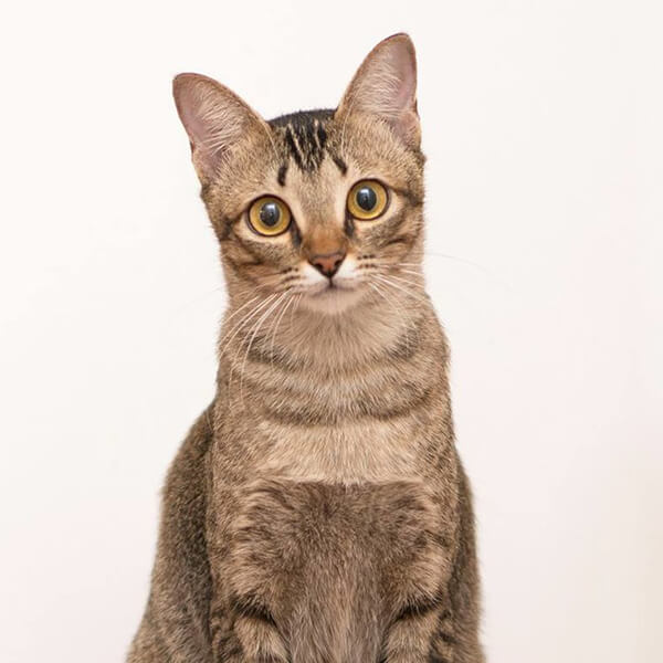 Random Cat Breed Generator - Generators List