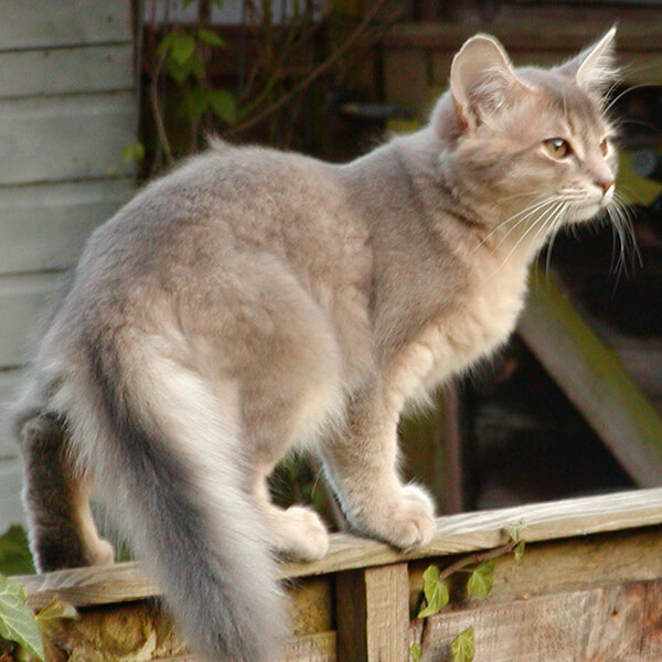 Random Cat Breed Generator - Generators List