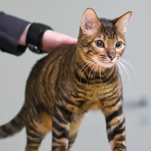 Random Cat Breed Generator - Generators List