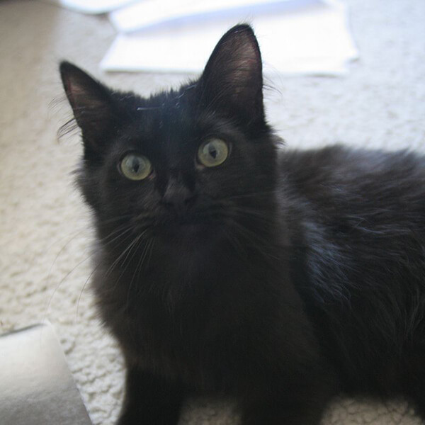 Random Cat Breed Generator - Generators List