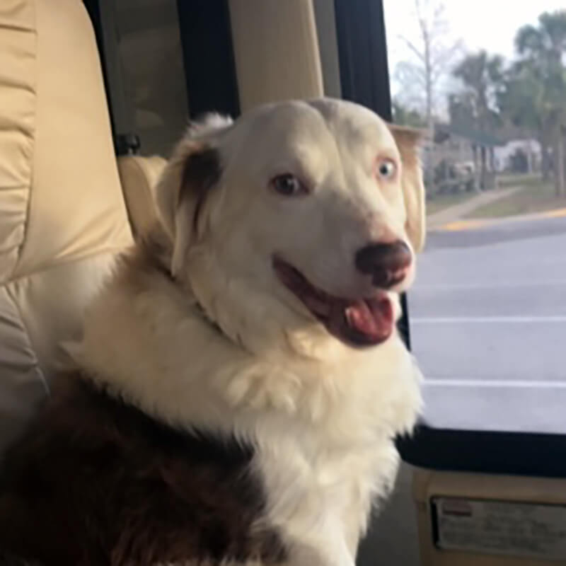 Dog Name Generator - Generators List