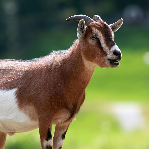 Random Animal Generator - Generators List