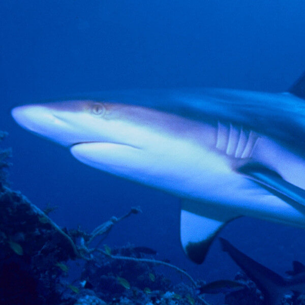 Random Animal Generator - Generators List