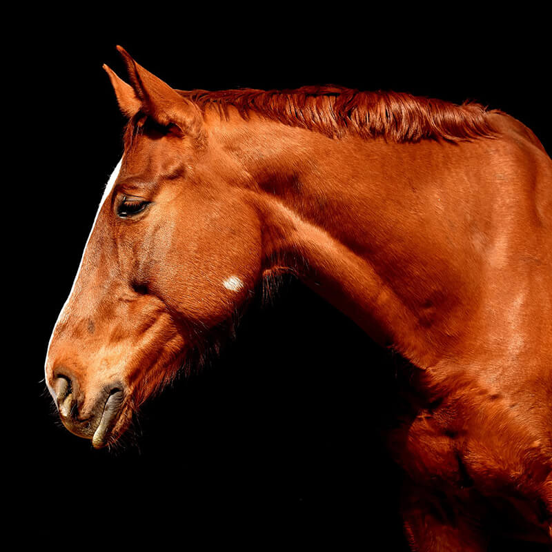 Horse Name Generator - Generate Tons of Random Horse Names