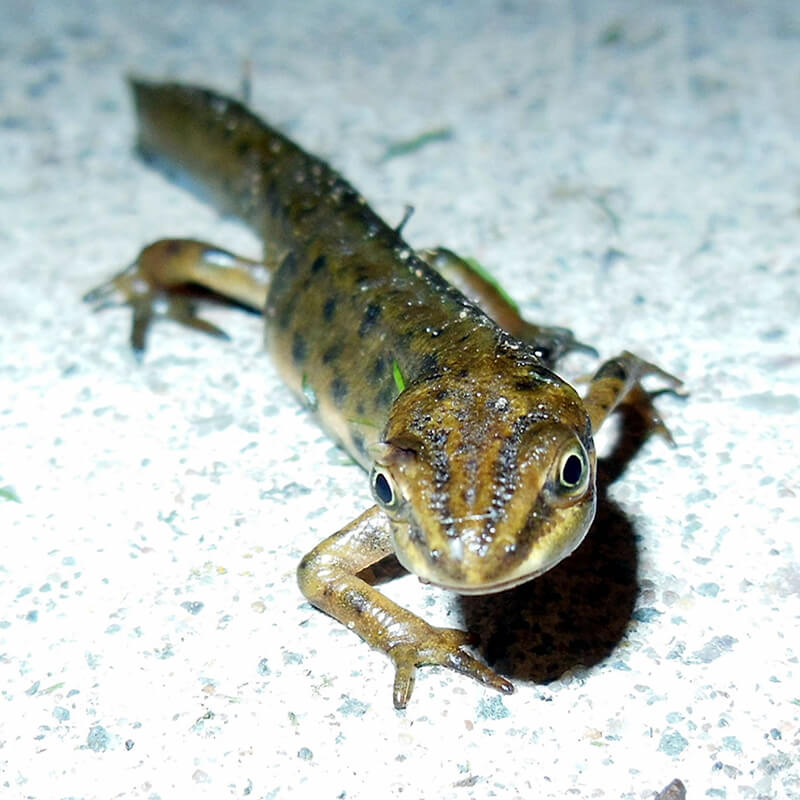 Random Animal Generator - Generators List