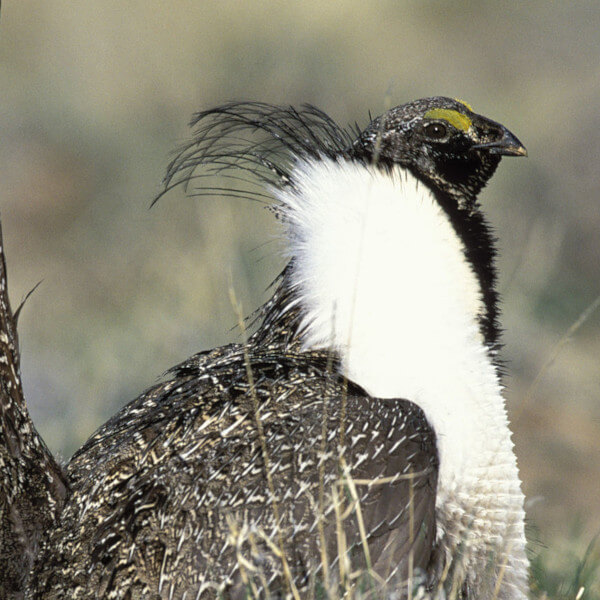 Random Animal Generator - Generators List