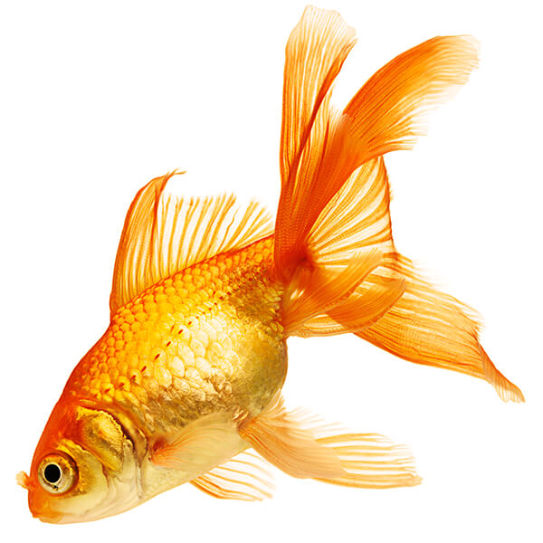 Random Object Generator - Generators List