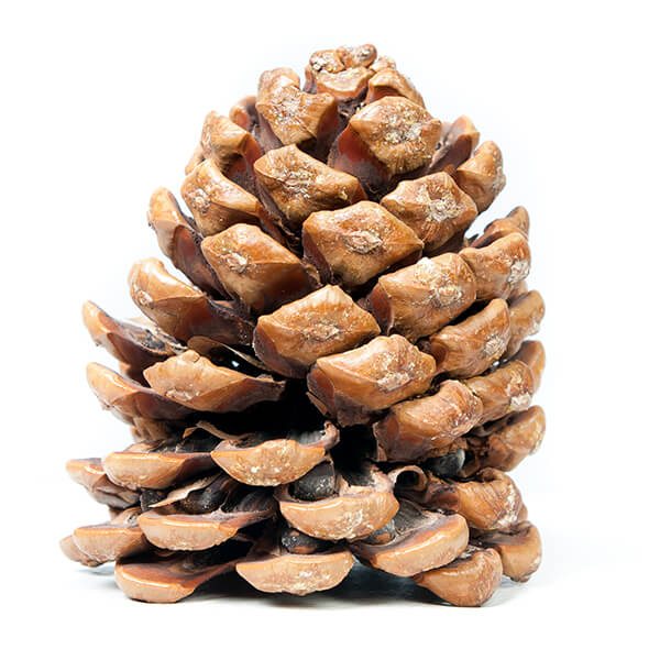 Random Object Generator - Generators List