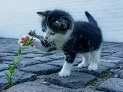 Random Cat Breed Generator - Generators List